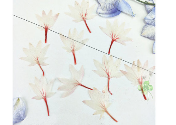 Blue Cornflower Dried Flower Wall Art Mini Size For DIY Epoxy Dry Flower Phone Shell