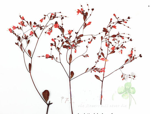Raw Material Leaf Dried Flower Crafts Colour Optional For Candle Beauty Ornaments