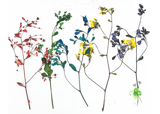 Leaves Dried Flower Petal Crafts Plant Specimens For DIY Crystal Epoxy Phone Case