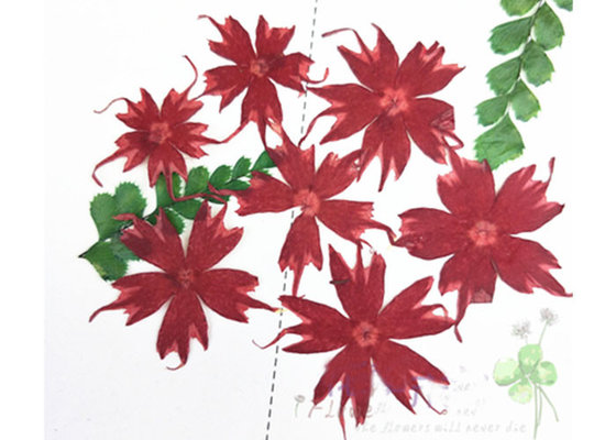 Star Shaped Phlox Dried Flower Petal Crafts For Nail / Gift Card Decoration