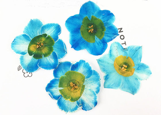 Dye Absorption Narcissus Small Dried Flowers 4CM Diameter For Epoxy Cell Phone