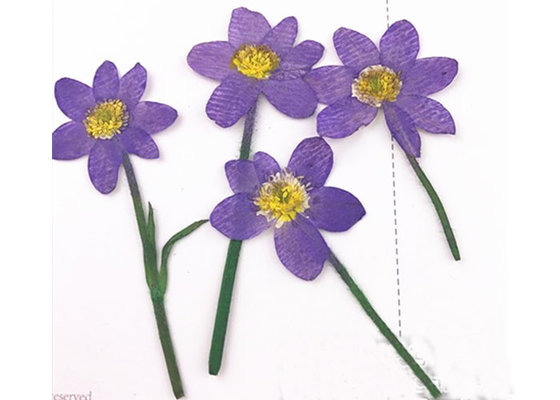 Unique Dried Flower Art Multi Color Teaching Specimens Plants For 3D Art Painting