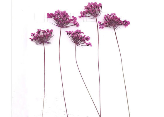 Beautiful Dried Wedding Flowers , Long Dried Flowers Lace Flower With Stem
