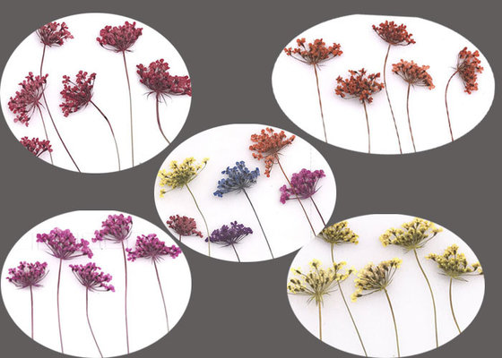 Teaching Specimens Real Dried Flowers Small Size Lace Flower Gift Card Material