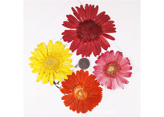 Gerbera Framed Pressed Flowers Plant Material For DIY Parlor Decoration