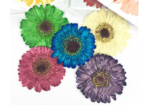 Dye Absorption Gerbera Natural Dried Flowers Plant Material For DIY Parlor Decoration