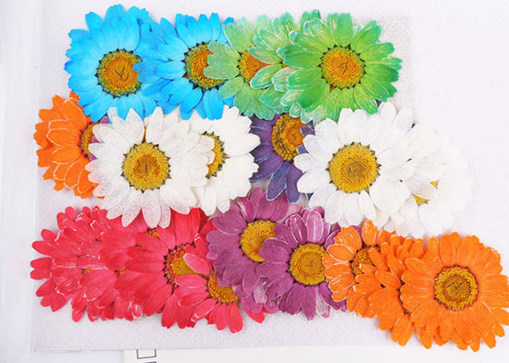 Dye Absorption Chrysanthemum Dried Flower Bouquet For DIY Parlor Decoration