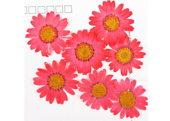 Dye Absorption DIY Pressed Flowers Chrysanthemum For Washroom Decoration