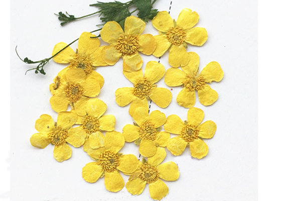 Dye Ranunculus Dried Flower Wall Decor / Pressed Flower Crafts For Adults