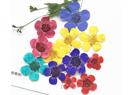 Dye Ranunculus Pressed Flower Art Specimens Plants Epoxy Pressed For New Year Card