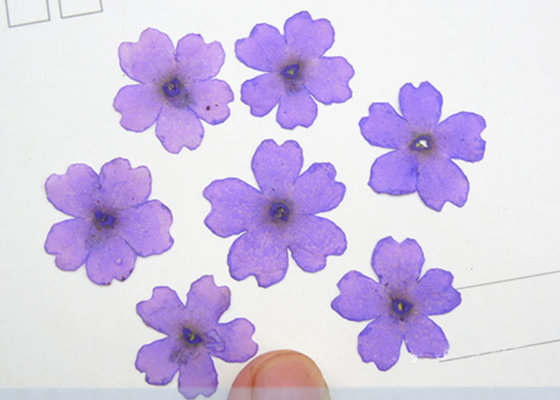 Latest Class A Verbena Dried Flower Gifts , Hanging Dried Flowers For DIY Christmas Card
