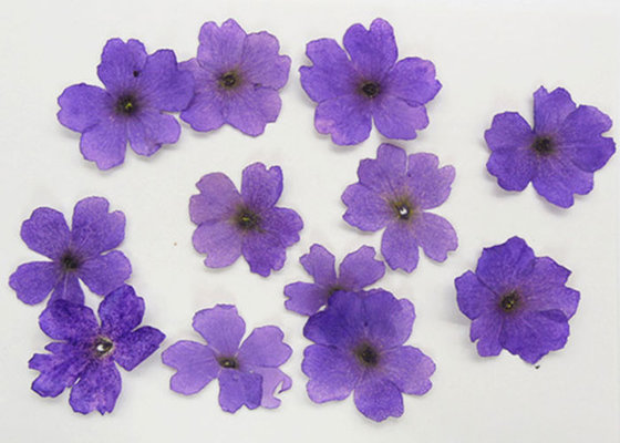 Teaching Specimens Natural Dried Flowers , Dye Verbena Dried Floral Arrangements