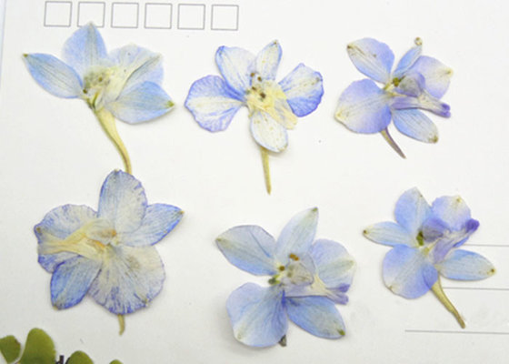 Larkspur Dried Flower Art Gem Necklace Raw Material For DIY Handicraft