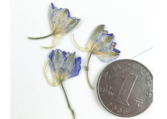 Larkspur Bud Dried Flower Arrangements Raw Material For Teaching Specimens