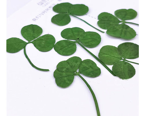 Dye Green Shamrock Dried Flower Arrangements For Gift Card Decoration