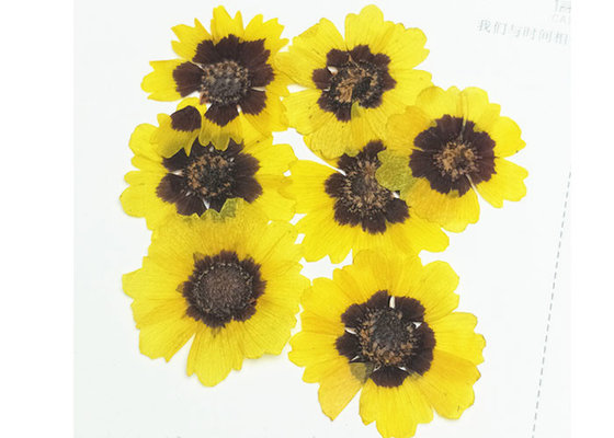 Yellow Hymenoptera Dried Flower Petal Crafts Gift Card Decoration For Children Handicrafts