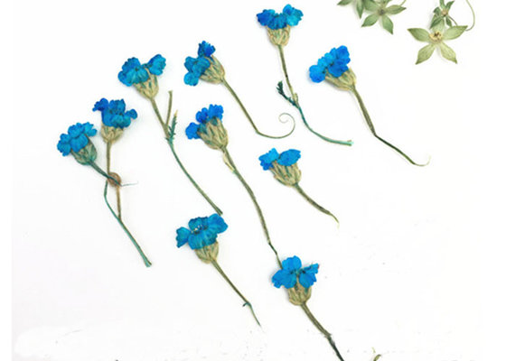 Mixed Color Dried Yarrow Flowers / Real Pressed Flower Jewelry For Small Ornaments