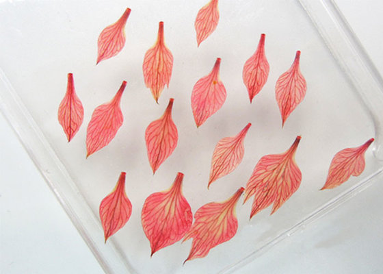 Dye Absorption Love In A Mist Petal Dried Flower Ornaments For Wall Decoration