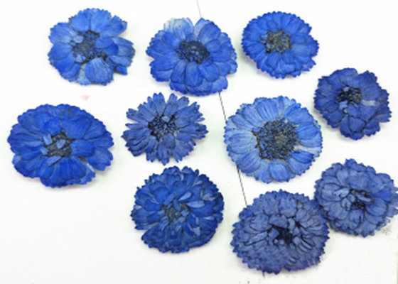 Dye Absorption Daisy Dried Flattened Flowers , Mini Dried Flowers True Plants Specimens