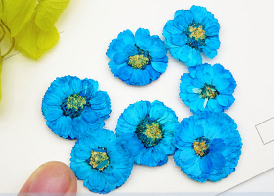 Small Daisy Natural Real Pressed Flowers True Plants Specimens For DIY Photo Frame