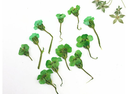 Fashion DIY Dried Yarrow Flowers / Natural Dried Flowers For Gift Card Decoration