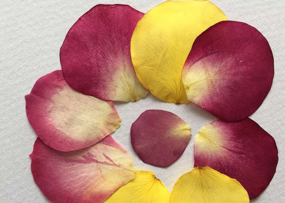 Epoxy DIY Dried Pressed Flowers Rose Petal For Iphone / Cell Phone Decoration Fodder