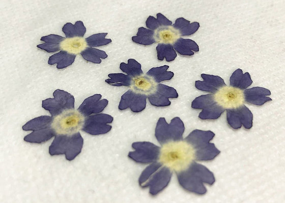 Wedding Real Pressed Flowers For Specimen , Verbena Handmade Floral Dried Flower