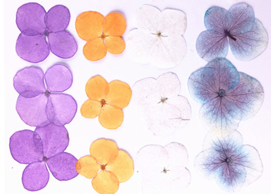 Hydrangea Mixed Color Dried Flower Crafts Petal For Christmas Gifts / Card Decoration