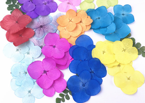 Christmas Decoration Blue Hydrangea Dried Flower Petal True Plant Specimens