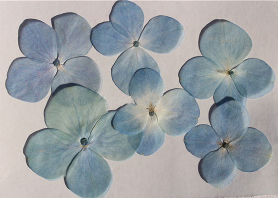 Original Light Blue Hydrangea Dried Pressed Flower Gifts For DIY Bookmark Material