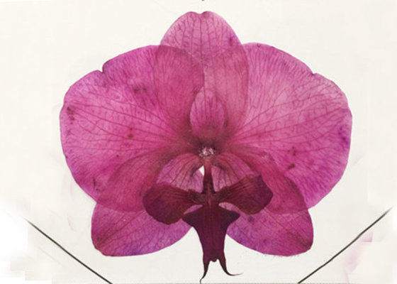 Unique Blue Orchid Natural Dried Pressed Flower For Christmas Decoration