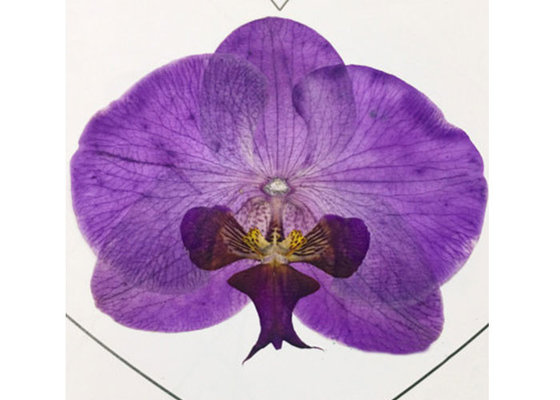 Unique Blue Orchid Natural Dried Pressed Flower For Christmas Decoration