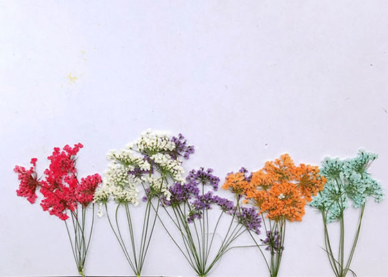 Multi Color Minoan True Lace Dried Flower Arrangements For Acrylic Gems Decoration