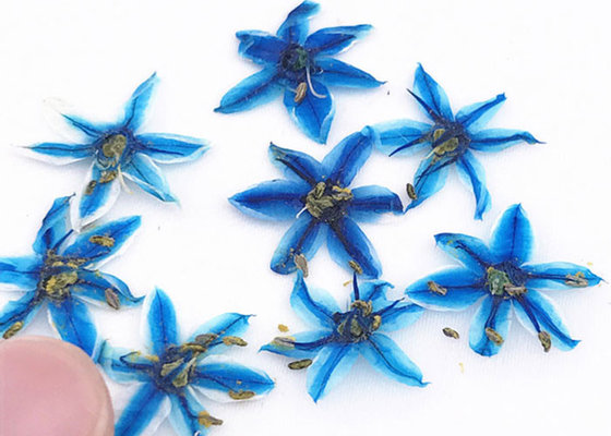 Small Pressed Flowers Preserving Dried Flowers Fit Epoxy Dried Flowers Phone Case DIY