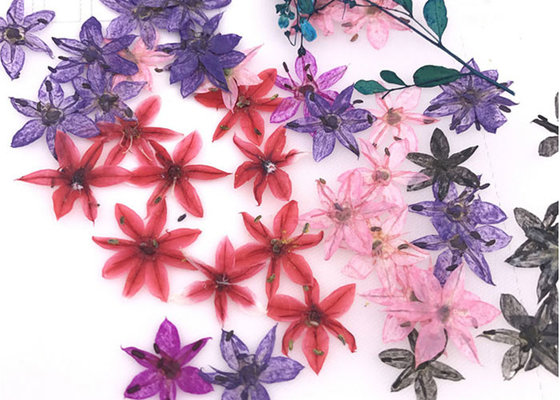 Time Gems Decorations DIY Pressed Flowers / Hand Pressed Flowers Multicolor