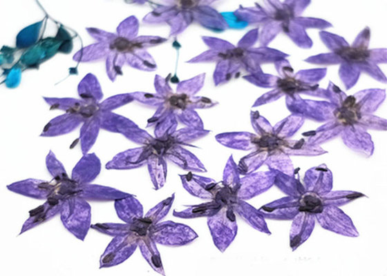 Time Gems Decorations DIY Pressed Flowers / Hand Pressed Flowers Multicolor
