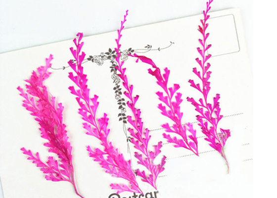 Fern Leaves Real Dried Flowers / Pressed Flower Framed Art 6 Different Colors