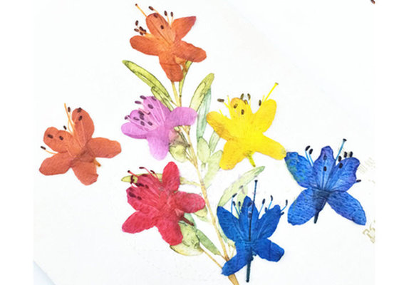 Azaleas Dried Flower Arrangements DIY Handmade Material Fit Apple IPhone X