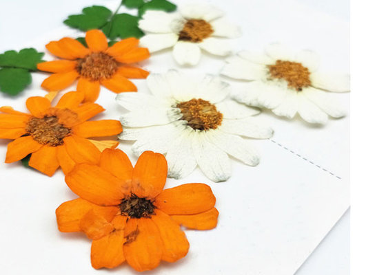 Zinnia Natural Dried Flowers , Dried Daisy Flowers Fit Handmade Floral Raw Material