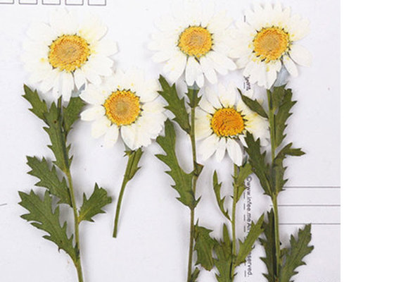 Holidays Cards Nature DIY Pressed Flowers / Pressing Wedding Flowers
