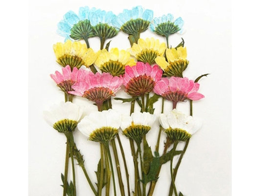 Daisy Miniature Dried Flower Arrangements Handmade Crafts Fit Festival