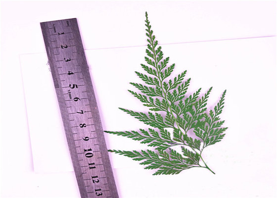 Green Fern DIY Pressed Flowers 2 Different Size Fit Child Hairpin Decorations