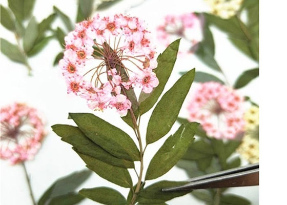 Handmade DIY Decoration Dried Pressed Flowers / Preserving Pressed Flowers