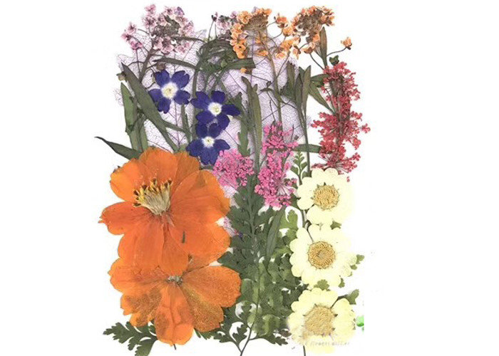Raw Material DIY Dried Flowers , Long Dried Flowers For Art Painting Decoration