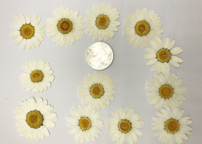 Colorful Pressed Flower Arrangements Size 3 CM For Wedding Gift Decoration