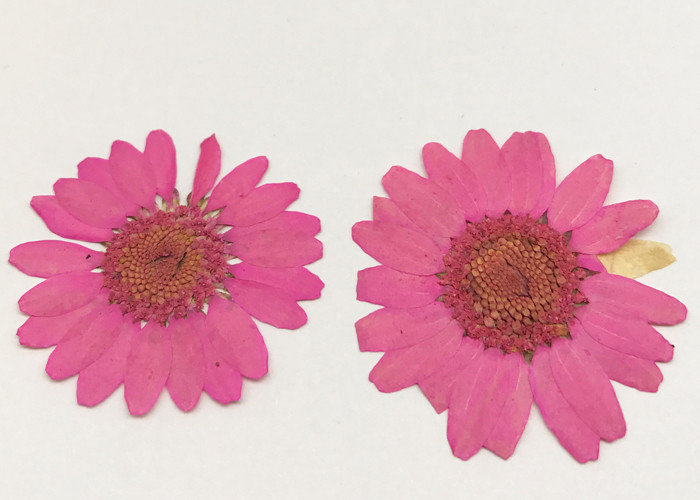 DIY Gem Decoration Pressed Flower Art , Diameter 3CM Red Dried Roses Art