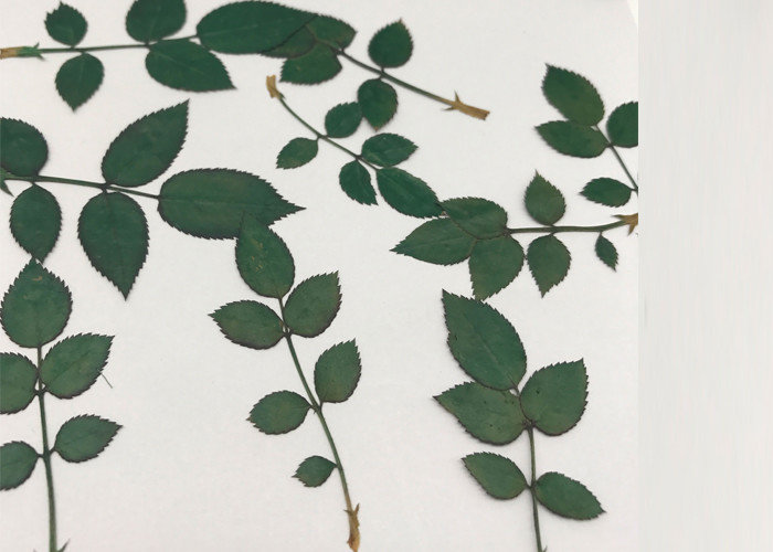 Photo Frame DIY Pressed Flowers Raw Material Rose Leaves For Wall Decoration