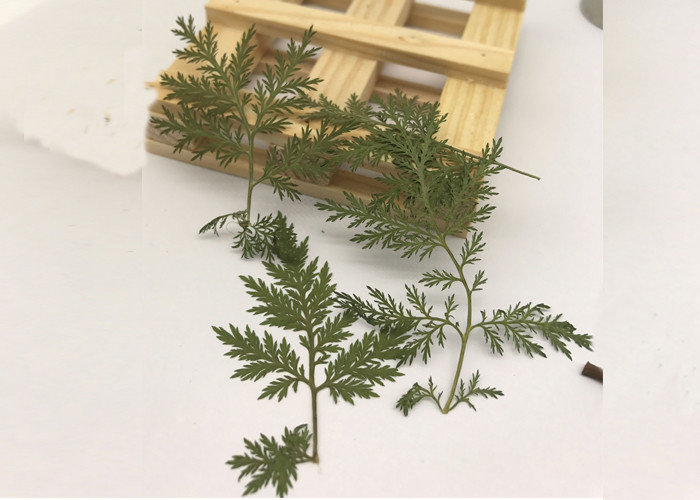 Christmas Card Preserving Pressed Flowers , Rock Fern DIY Dried Flowers And Leaves