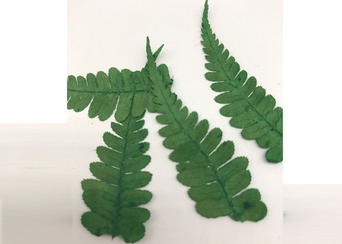 Green Leaves Real Dried Flowers , Mounting Pressed Flowers For Home Decoration