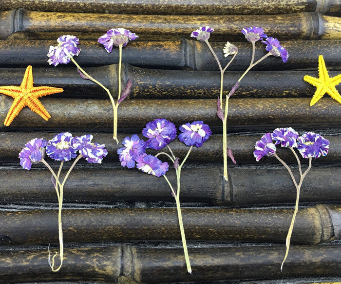 Eternal Natural Dried Flower Gifts , Framed Pressed Flowers Purple Daisy With Stem
